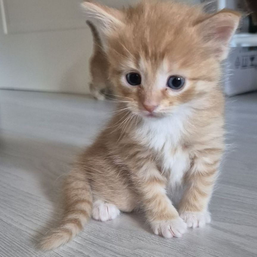 Сибирские котята