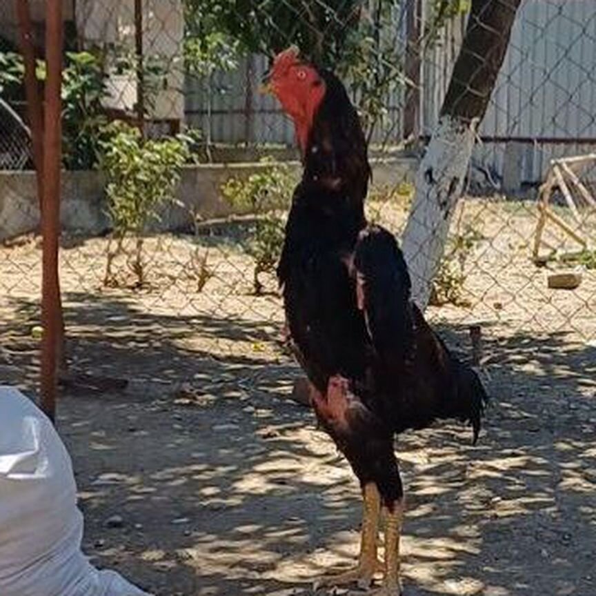 Шамо о шамо инкубационный яйца