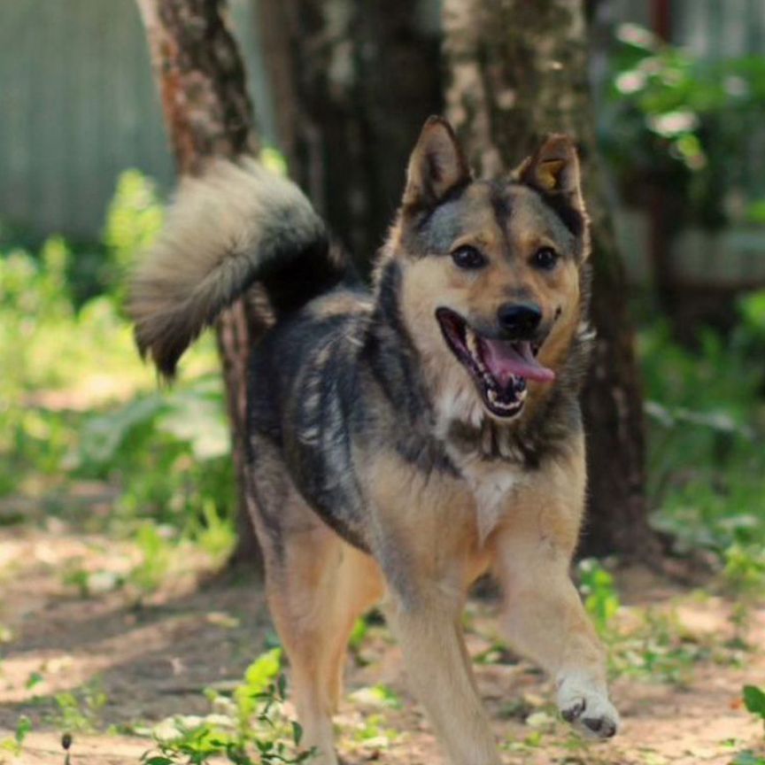 Взрослый пёс в добрые руки