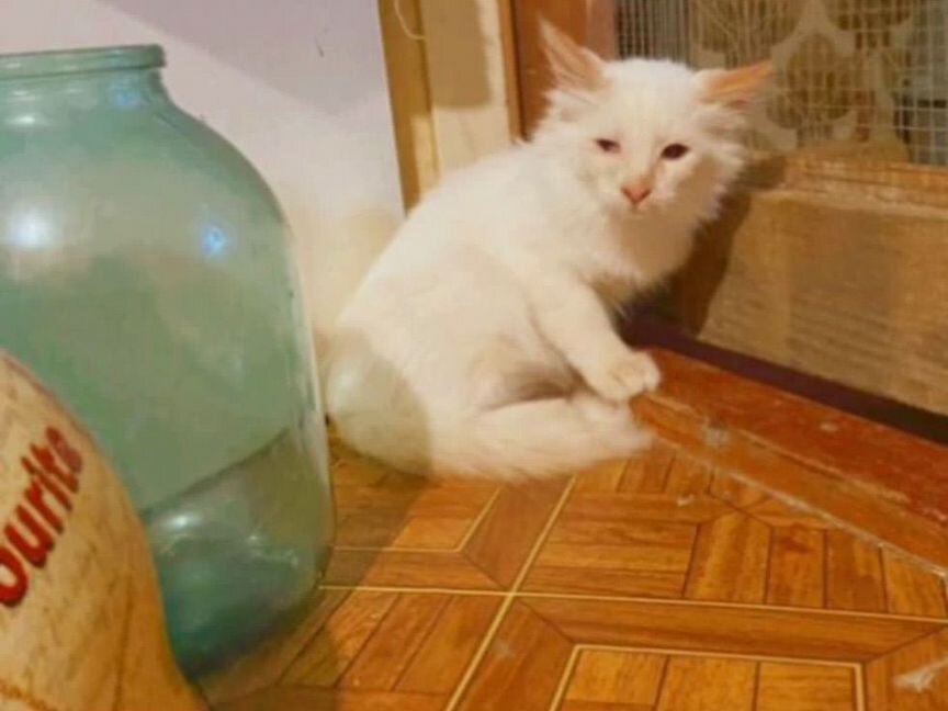 Турецкая ангора мальчик знает доток 3 мес