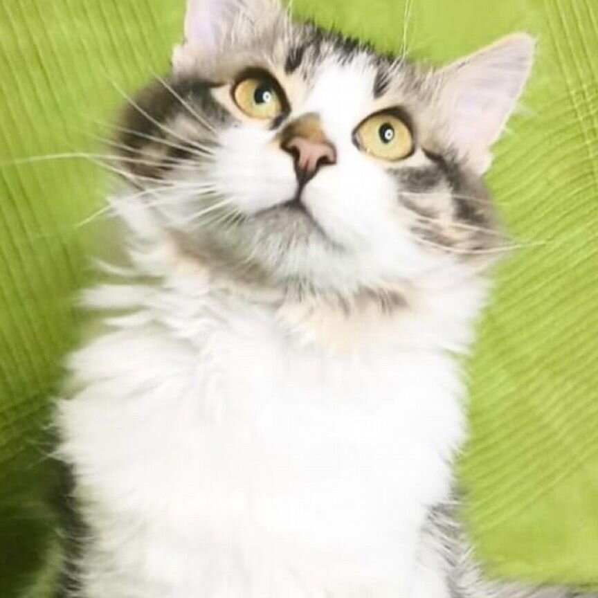 Временно с незатейливой кличкой