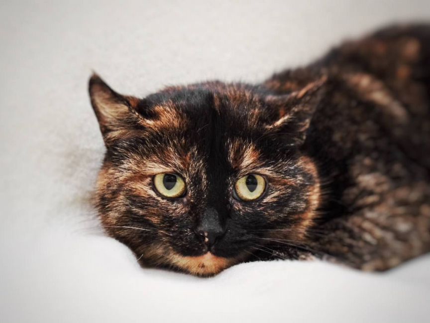 Кошка в добрые руки