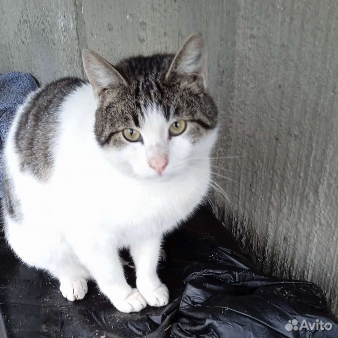 Кошечка Мотя