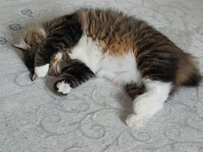 Курильский бобтейл, кот