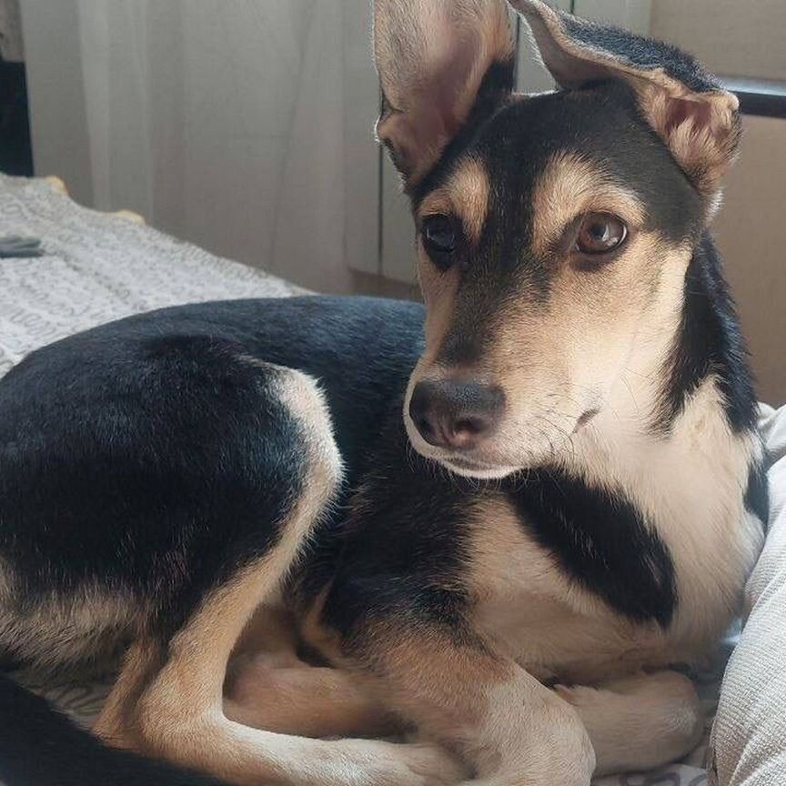 Щенок в добрые руки небольшая порода