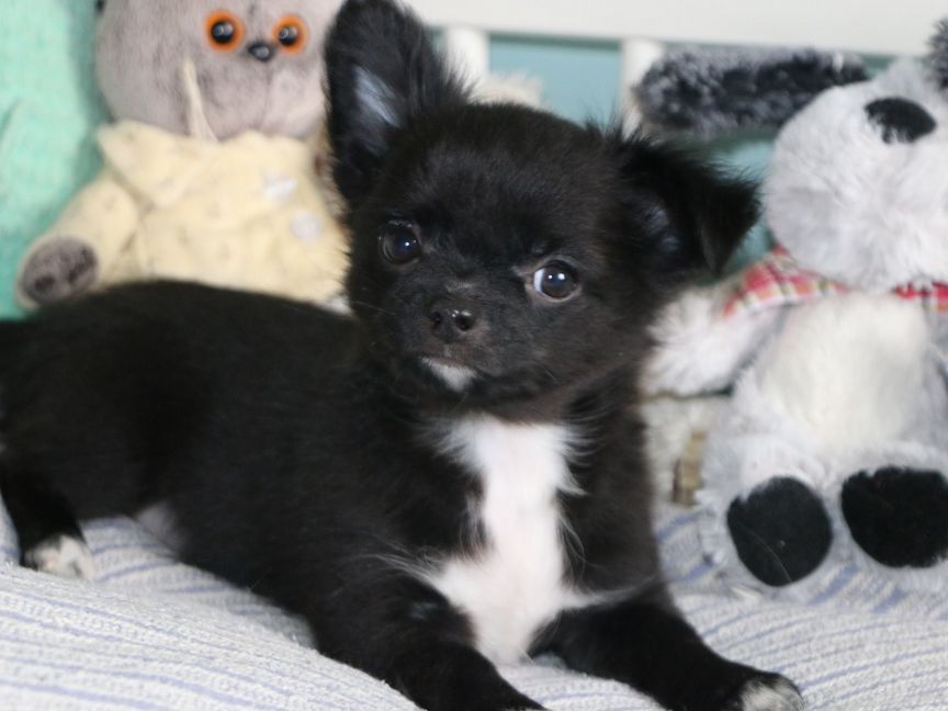 Милый мальчишка чихуахуа