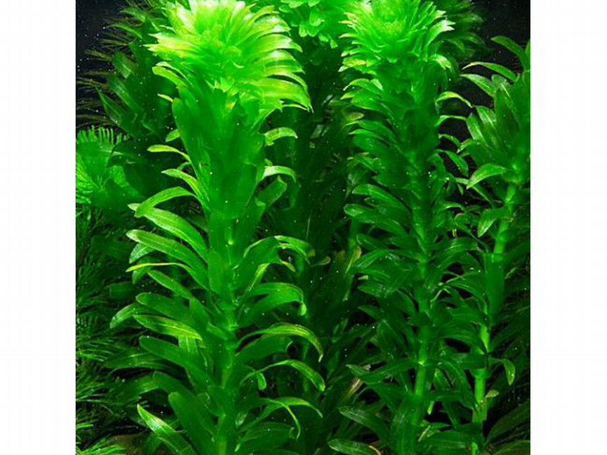 Элодея, Ротала для аквариума