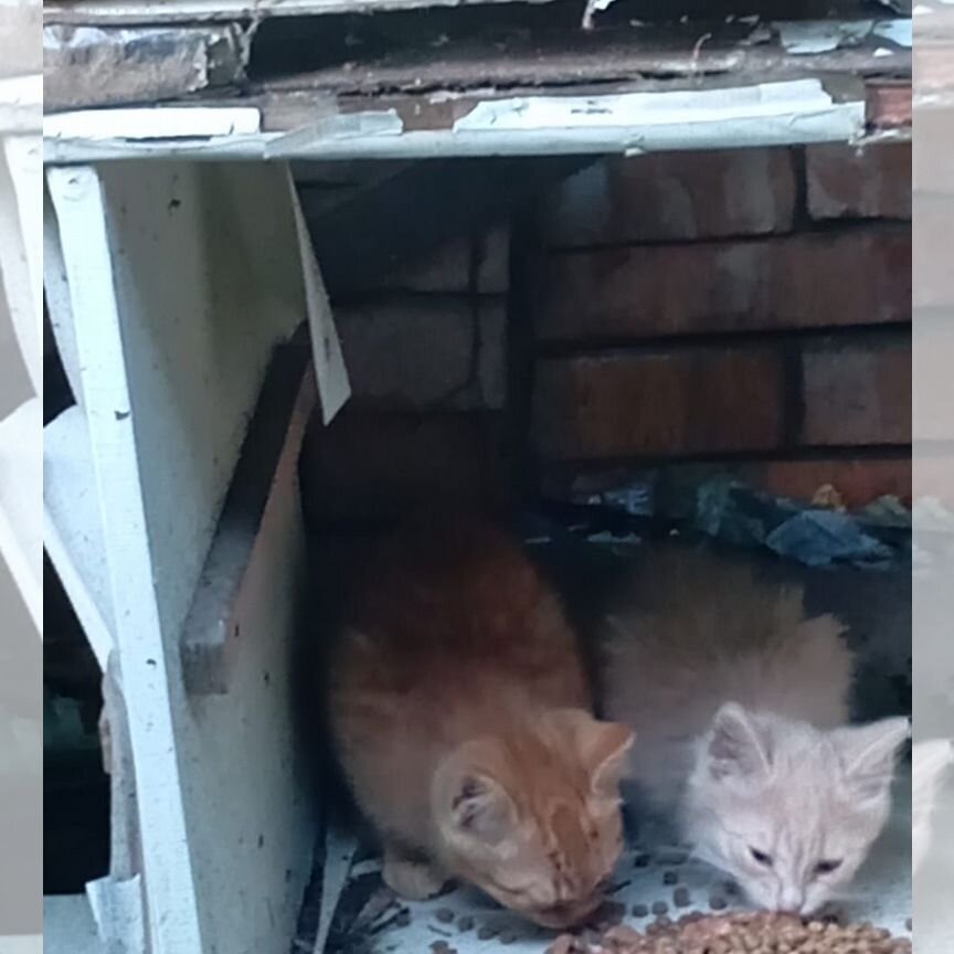 Котёнок в добрые руки