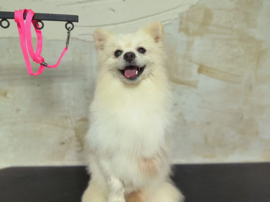 Шпиц в добрые руки