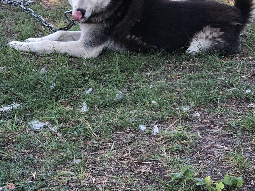 Сибирский хаски и лайка