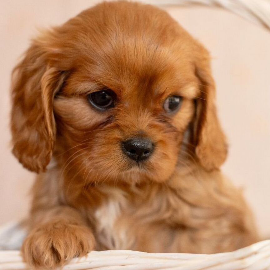 Кавалер кинг-чарльз-спаниель, щенок