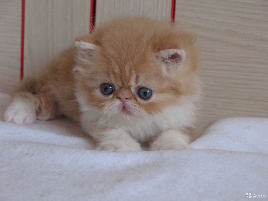 Персидские котята