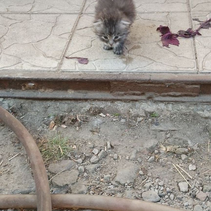 Котята в добрые руки бесплатно