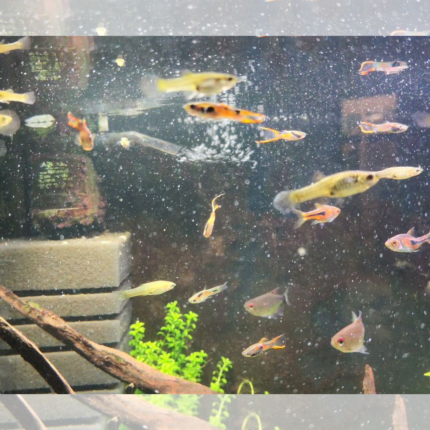 Гуппи эндлера