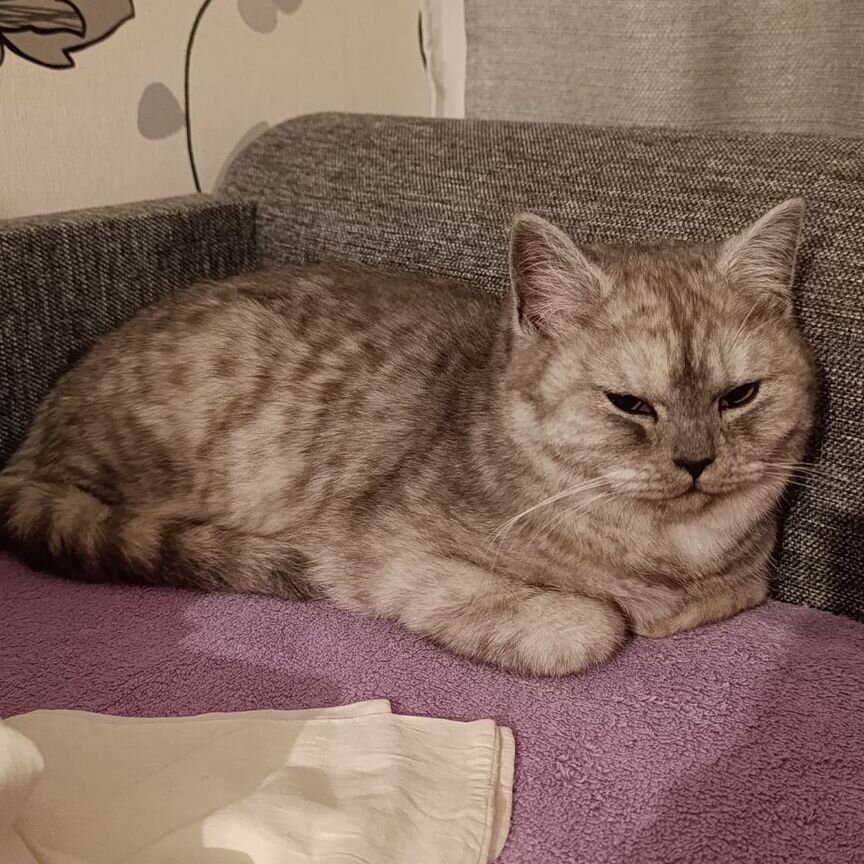 Продам котенка шотланского