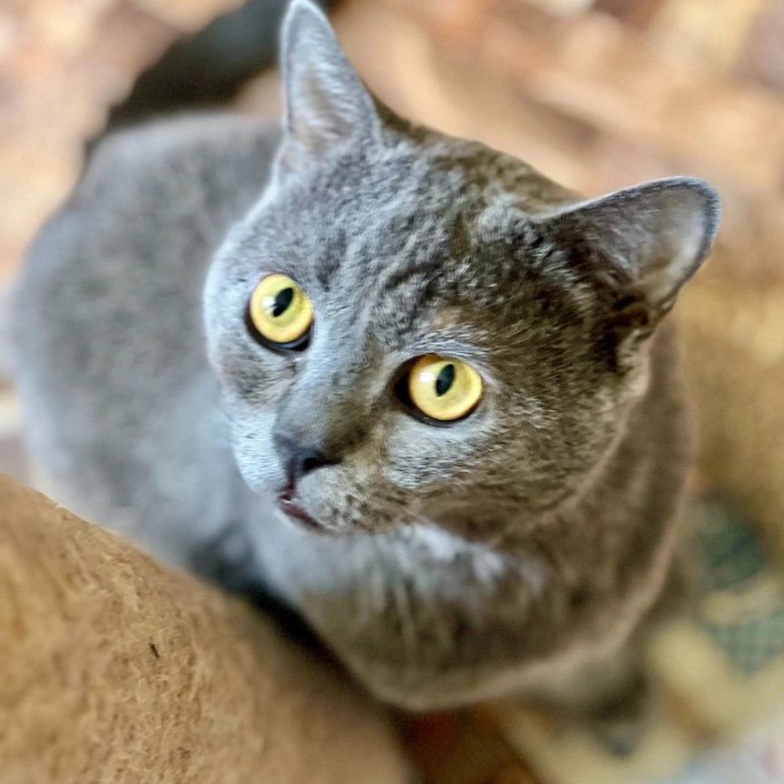 Британский кот