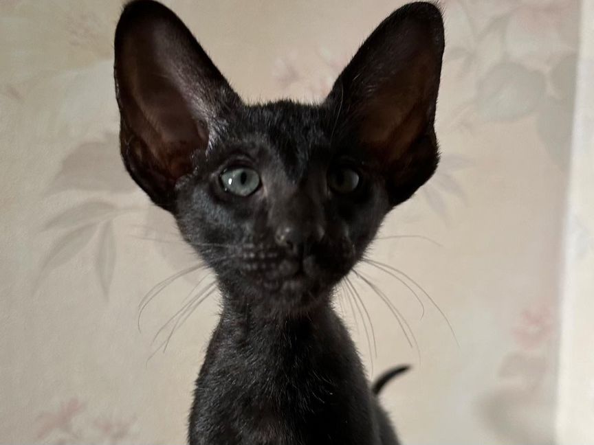Ориентальные котята черные эбони