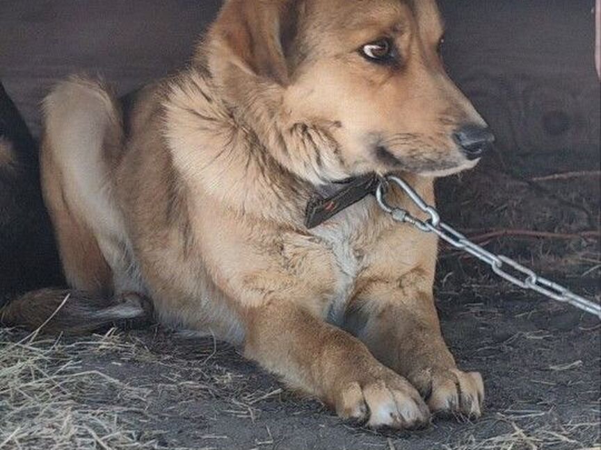 Сторожевые собаки в добрые руки