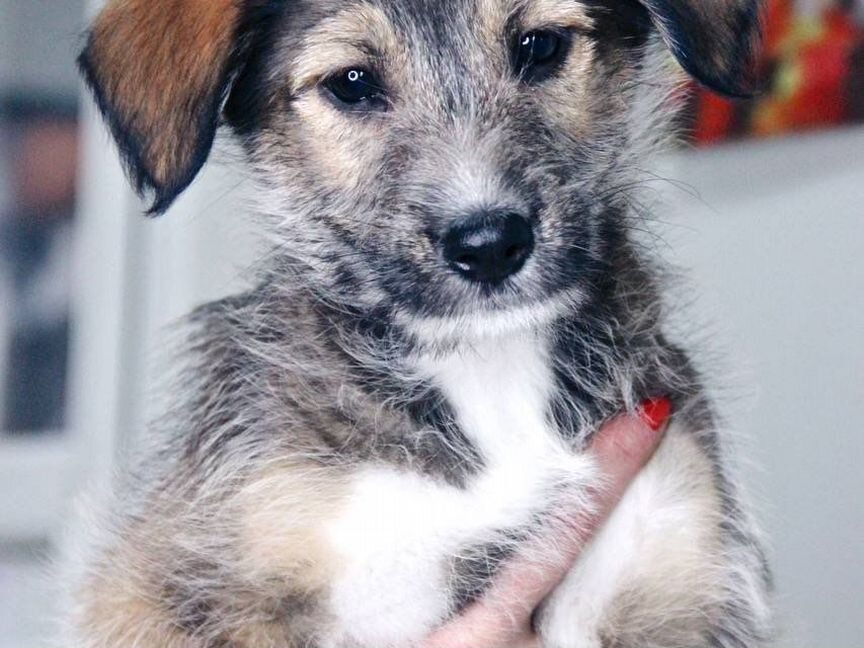 Щенки бесплатно