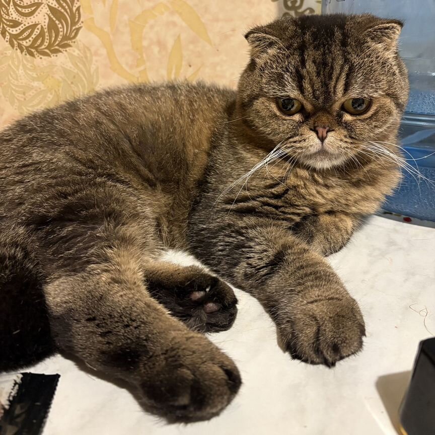 Шотландская вислоухая короткошёрстная кошка, взрослая