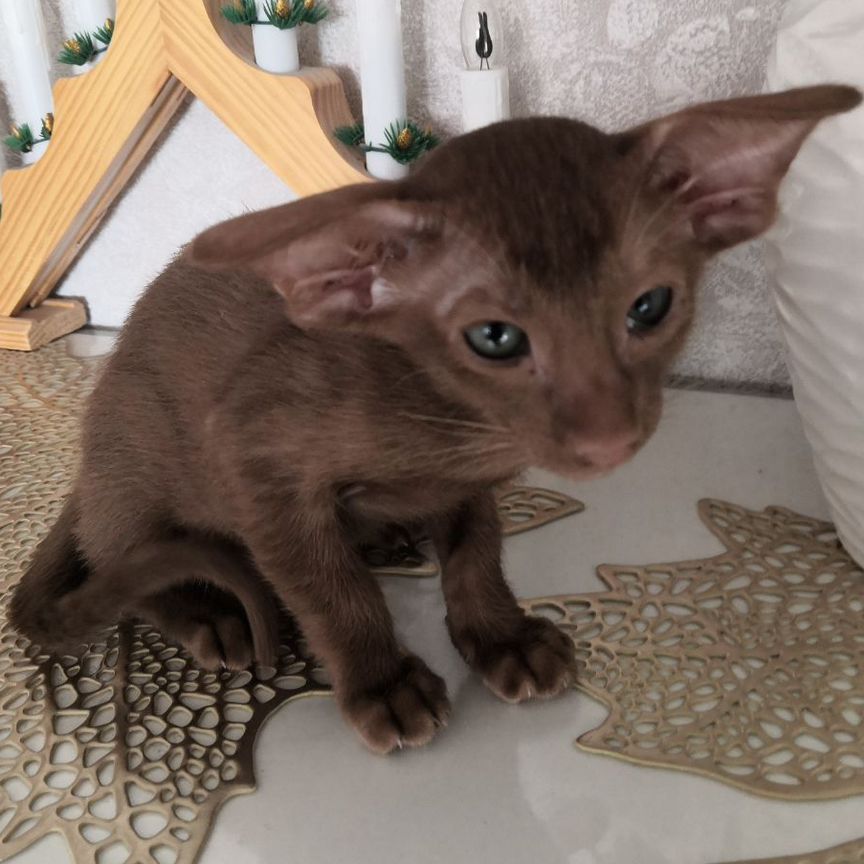 Ориентальные котята