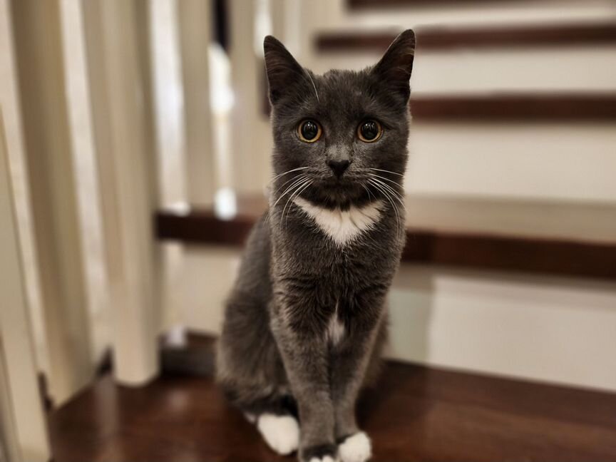 Котик Серёжа