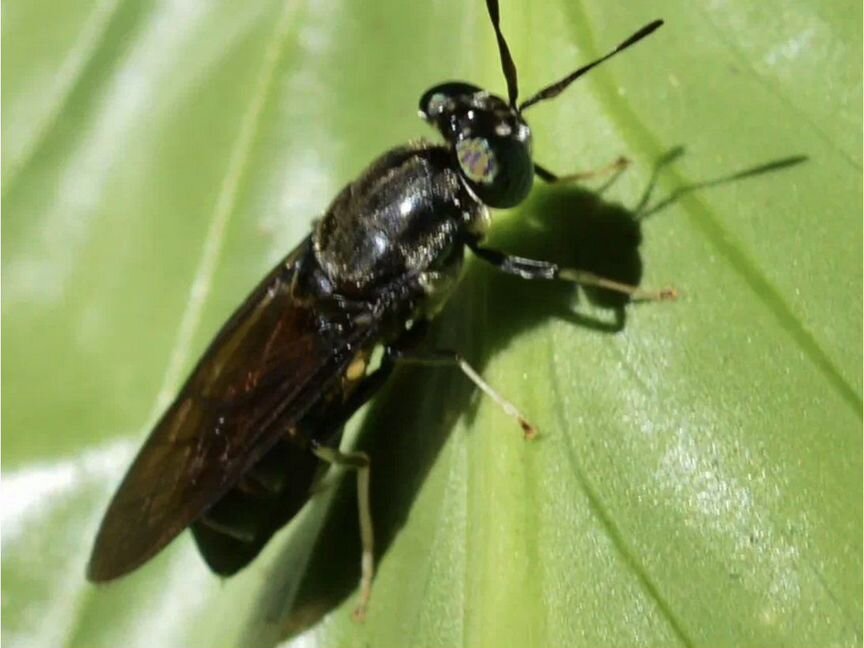 Личинки черной львинки