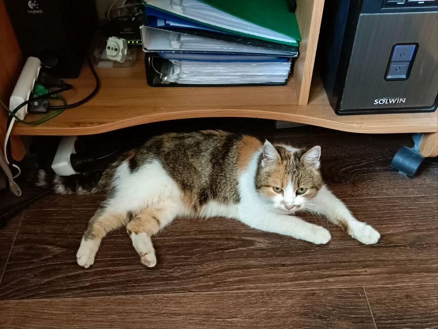 Мелисса в добрые руки