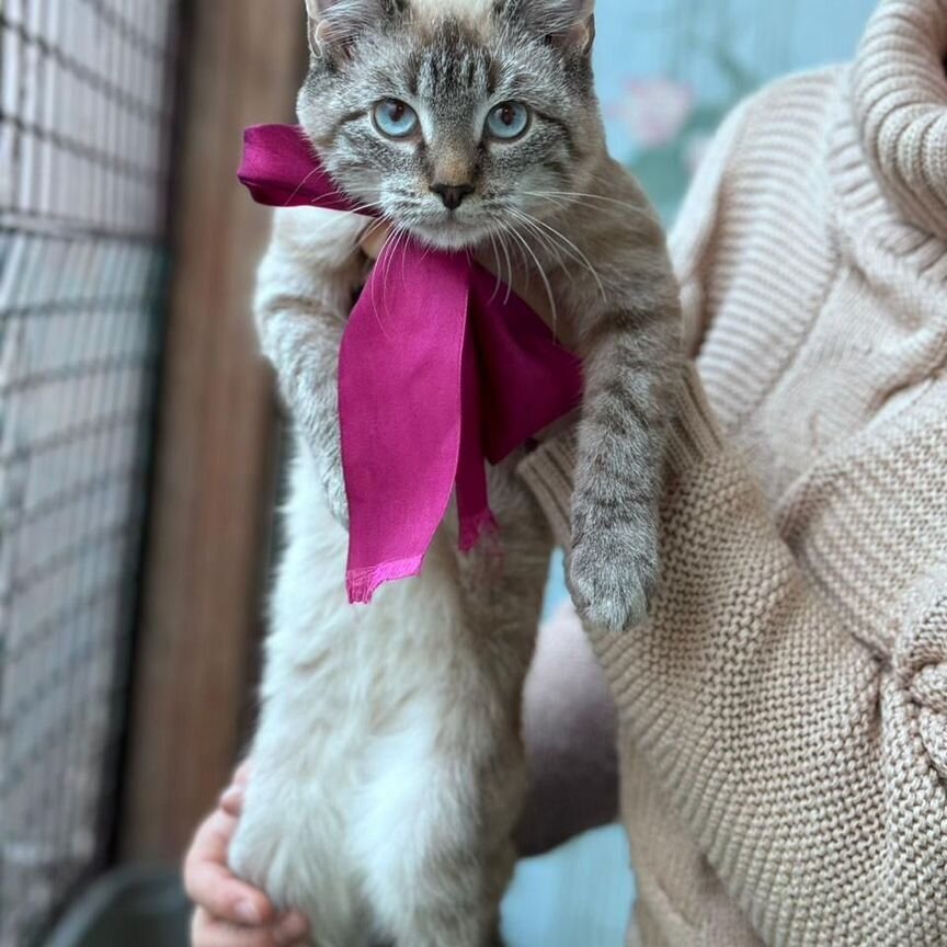 Кот Кисель ищет семью