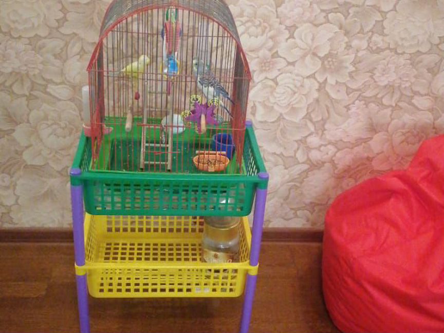 Попугаи с клеткой