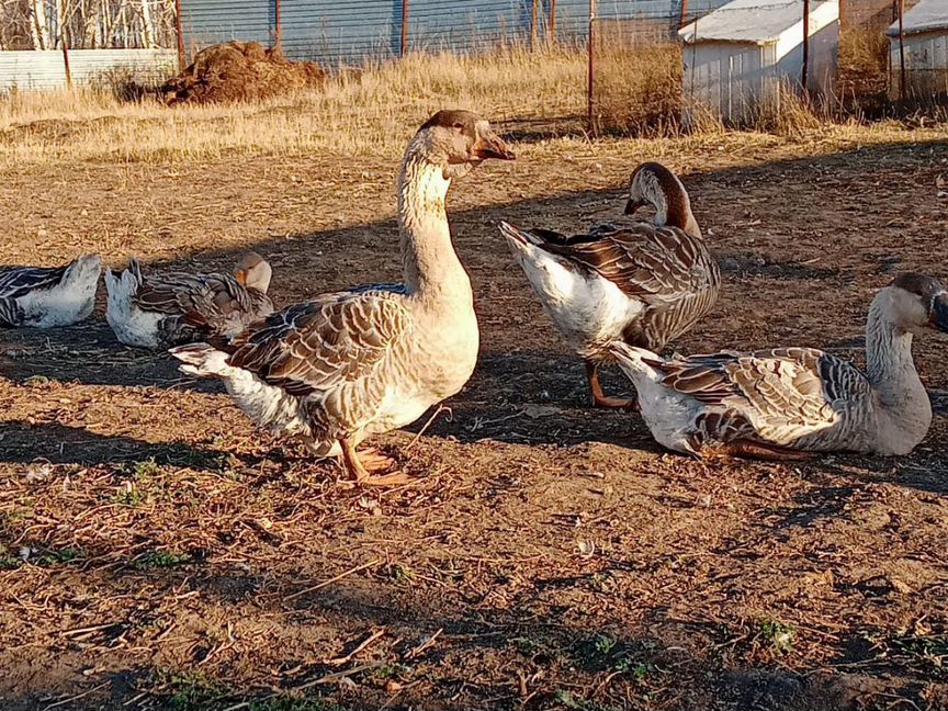 Гуси холмогоры