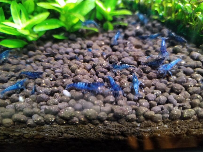 Креветки блю дрим