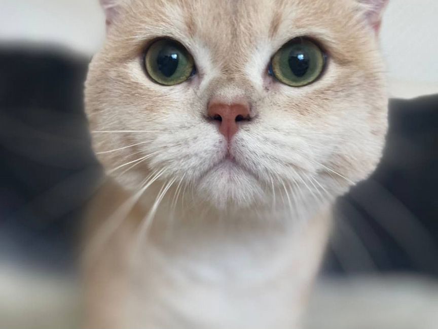 Британский короткошерстный розовый мальчик