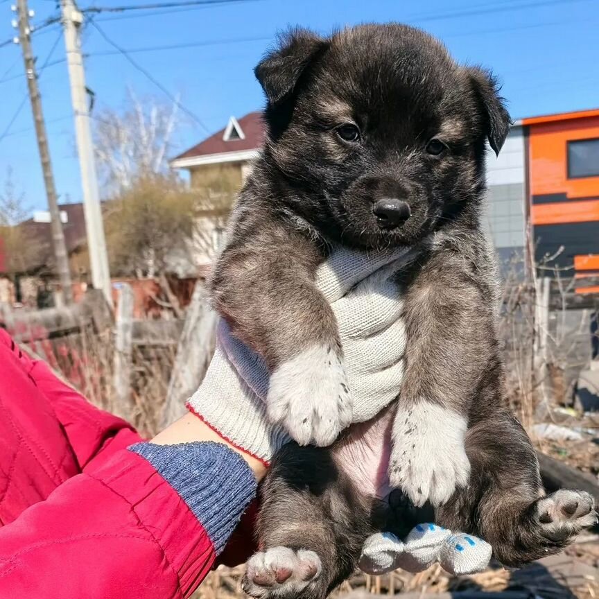 Щенок в добрые руки