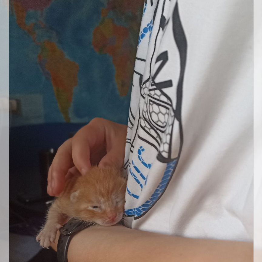 Котёнок в добрые руки