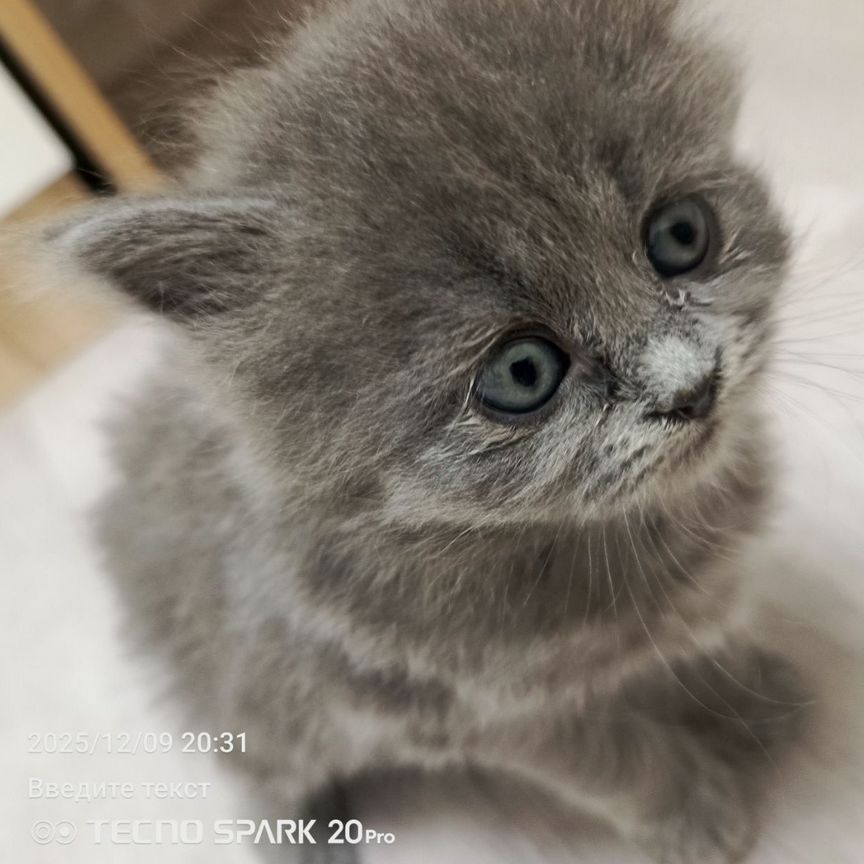 Британский длинношёрстный котёнок