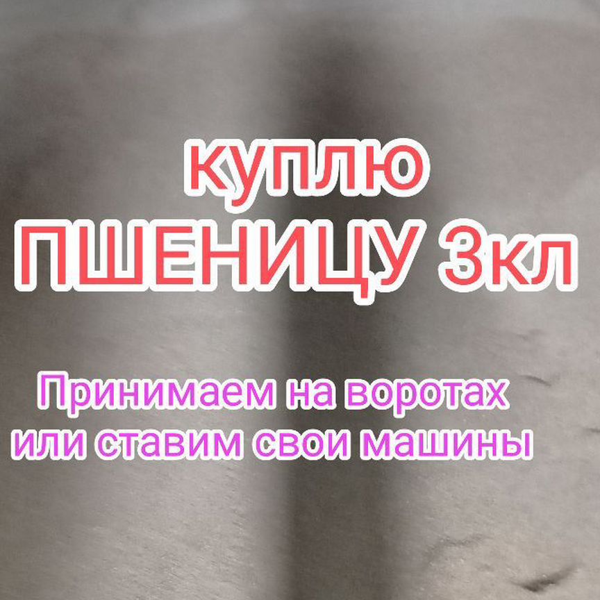 Пшеница мягкая 3кл