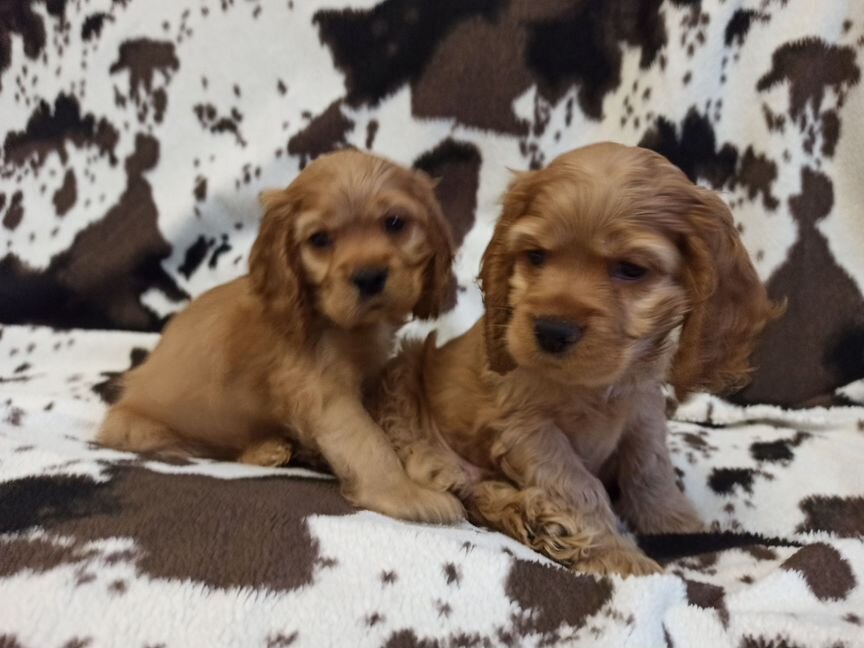 Кокер спаниель