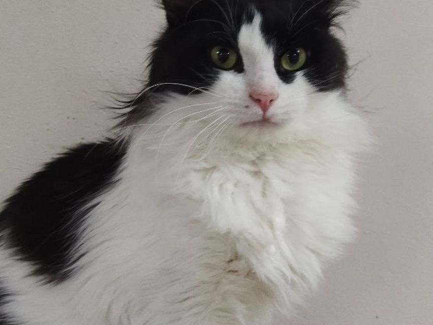 Кот Баксик