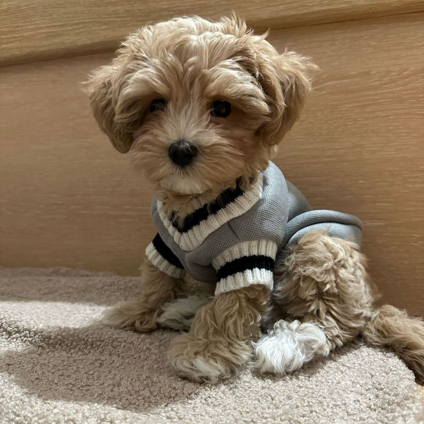 Мальтипу, щенок