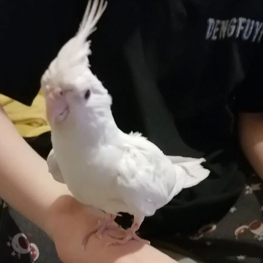 Попугай корелла бесщëкий альбинос