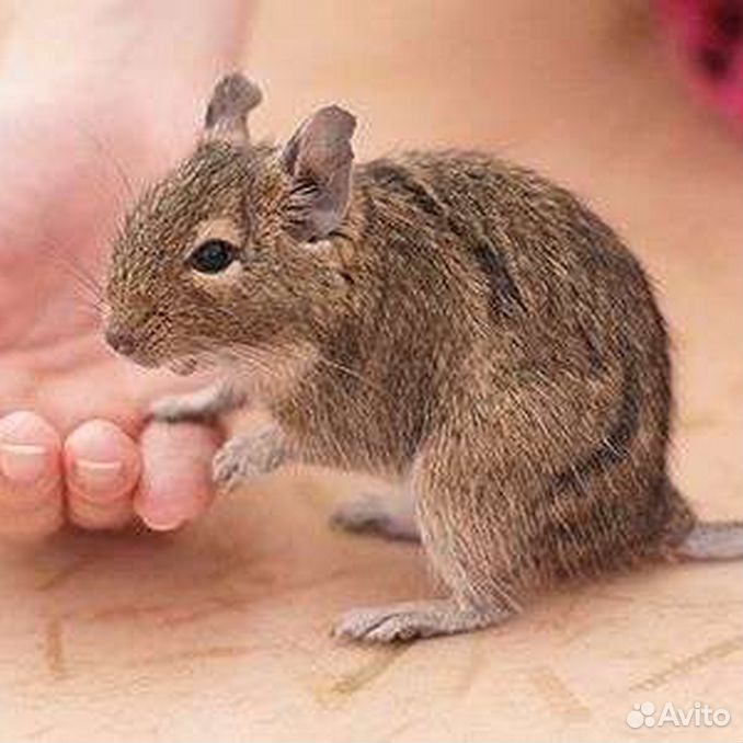 Чилийская белка дегу