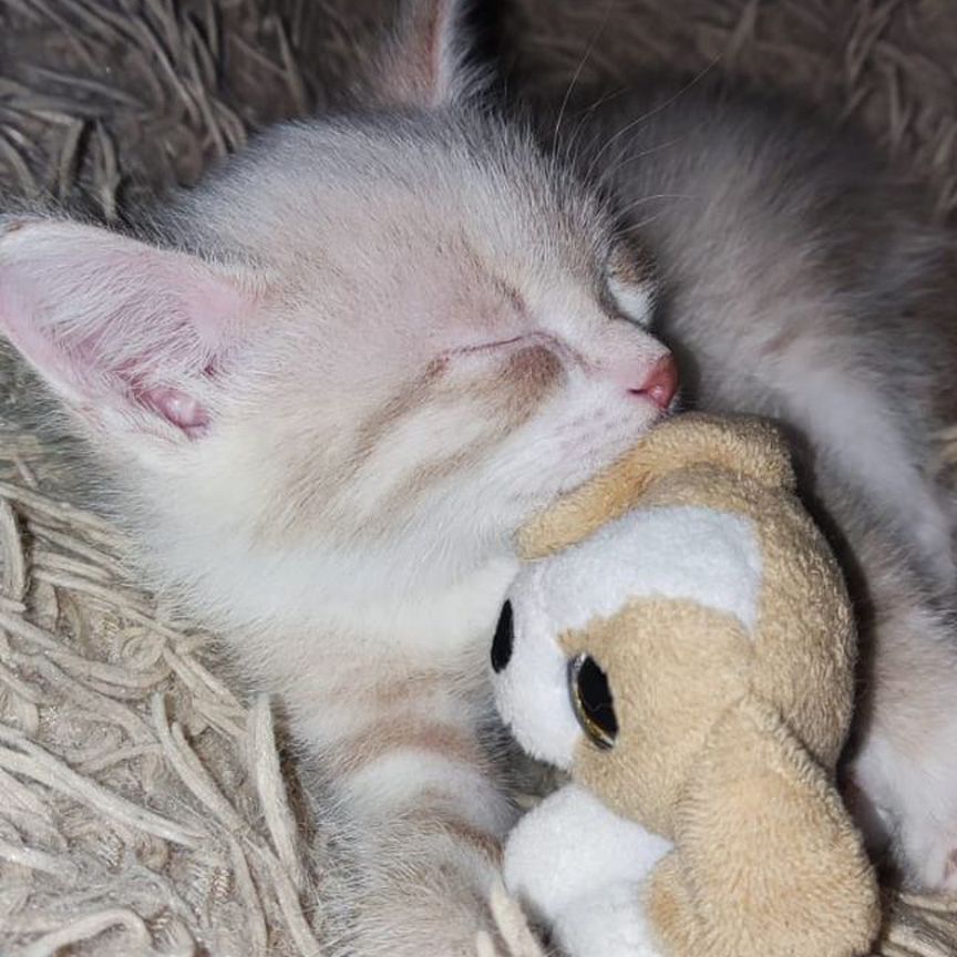 Котенок