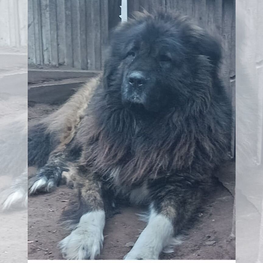 Щенки кавказской овчарки