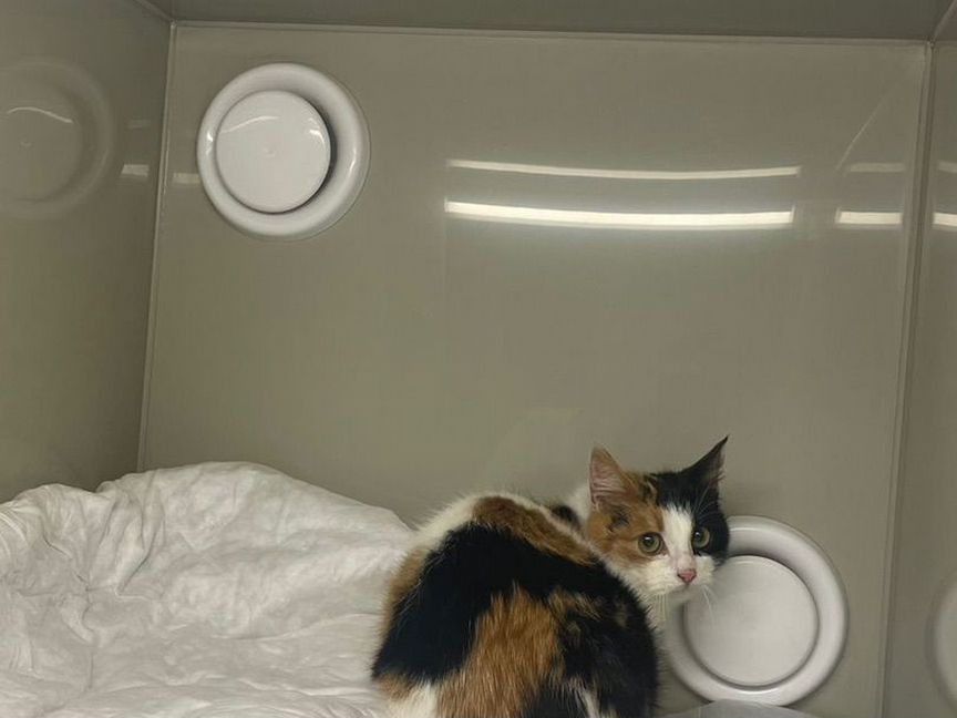 Нужна передержка без других кошек на 2 месяца