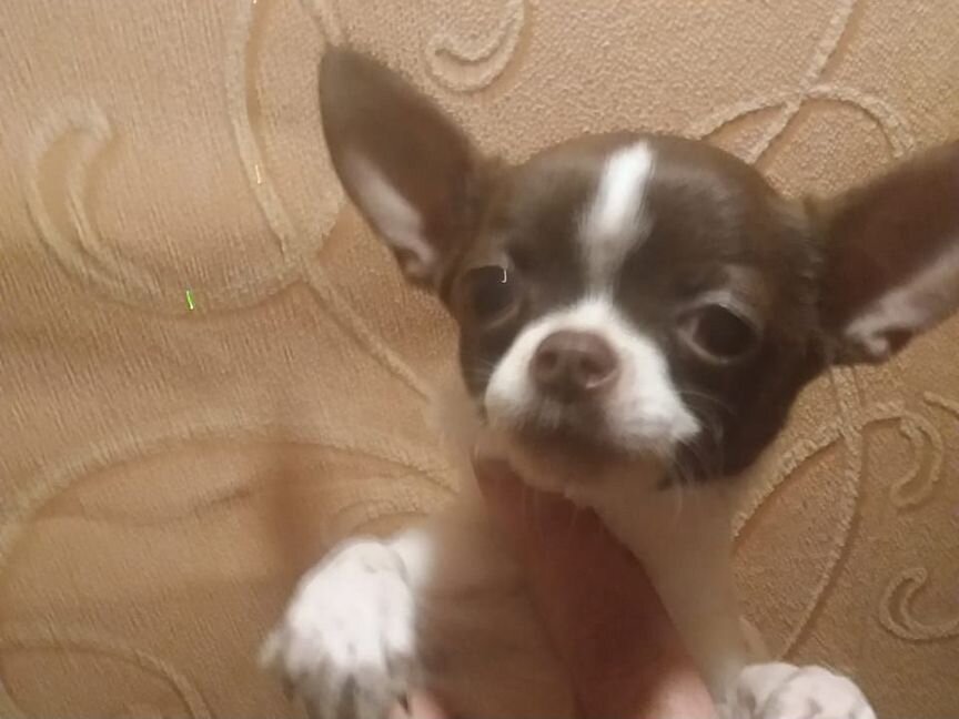 Щенки чихуахуа мини