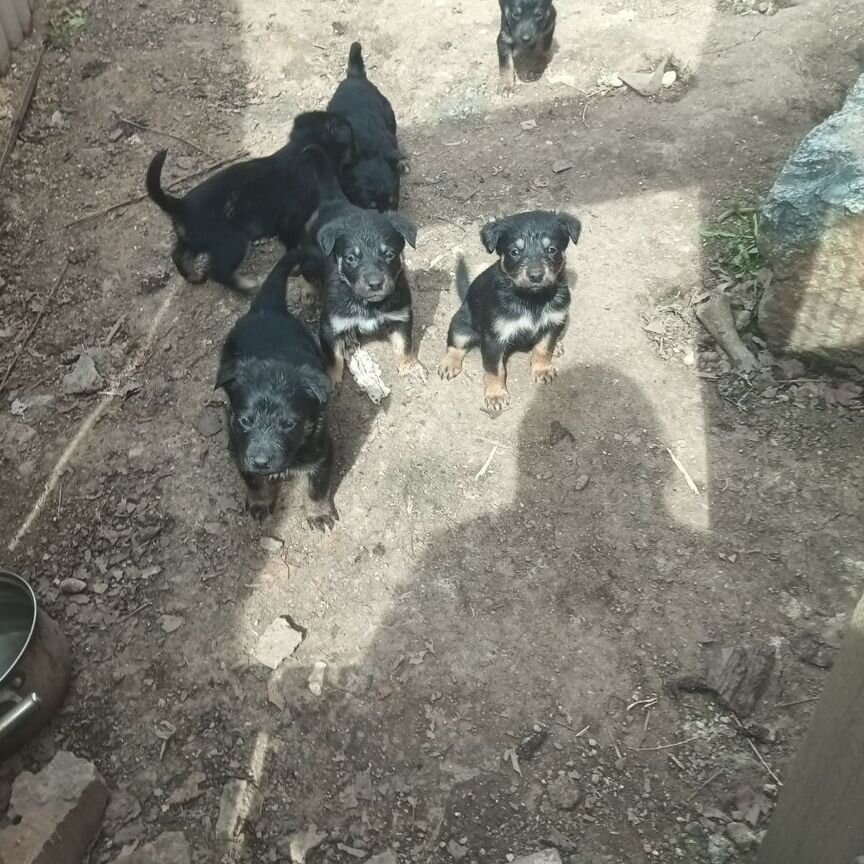 Бельгийская овчарка, щенок