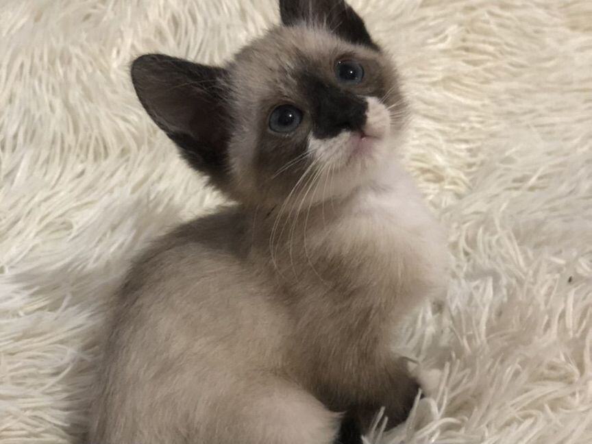 Котята Сноу шу,девочка