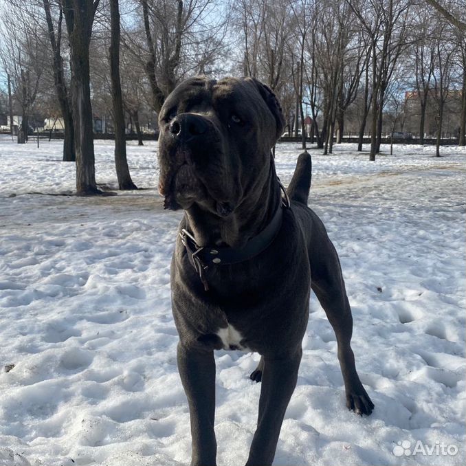 Кобель вязка кане корсо