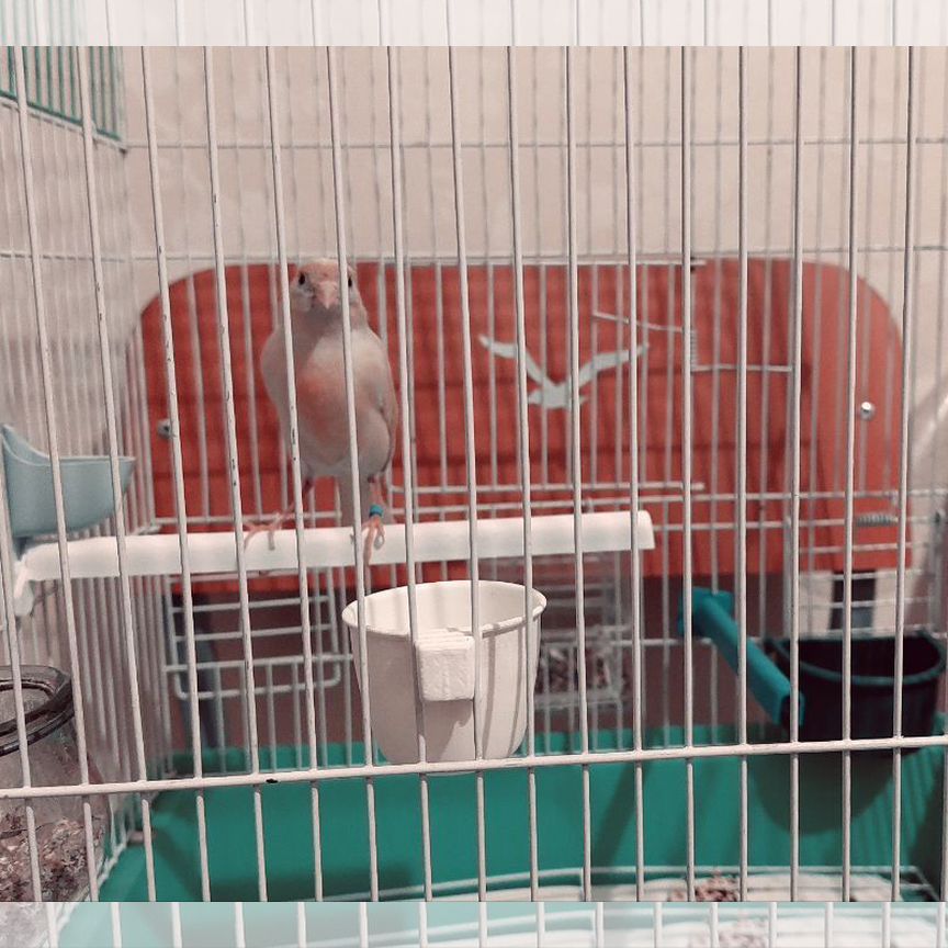 Самочка канарейки